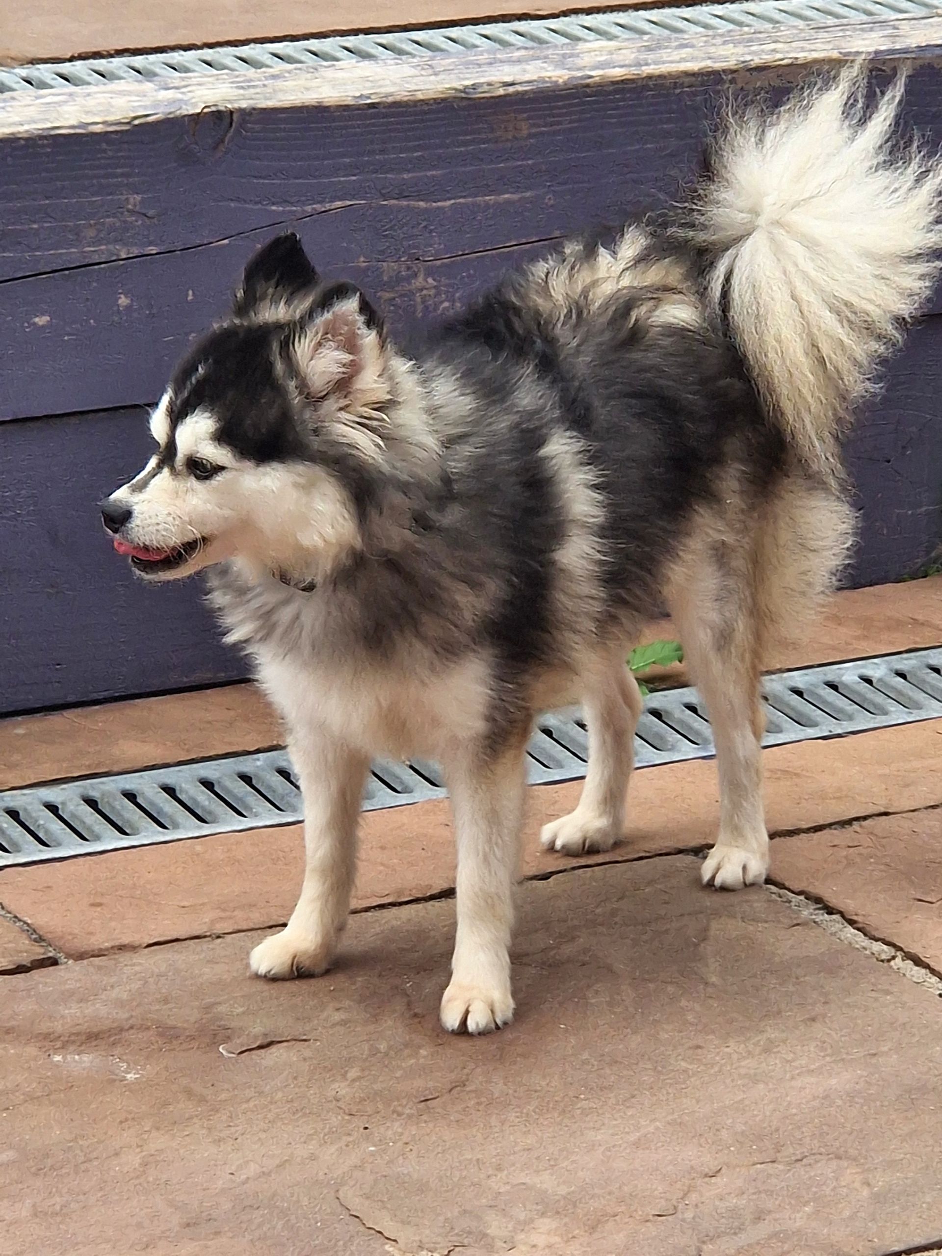 Available Pomsky Puppies