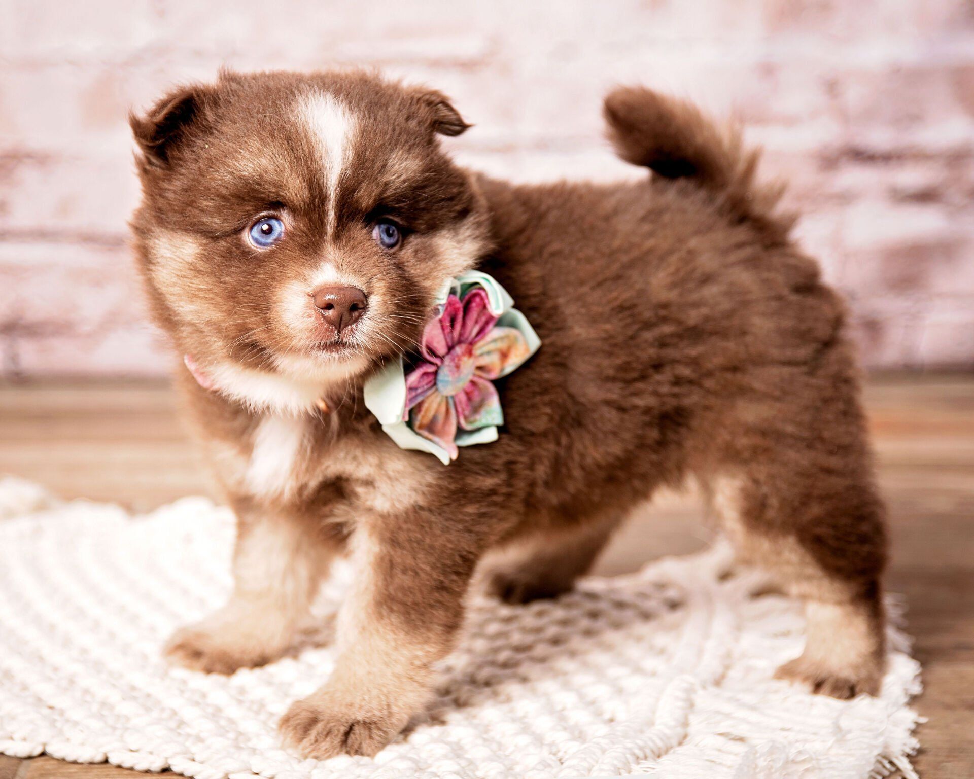 Upcoming Pomsky Litters