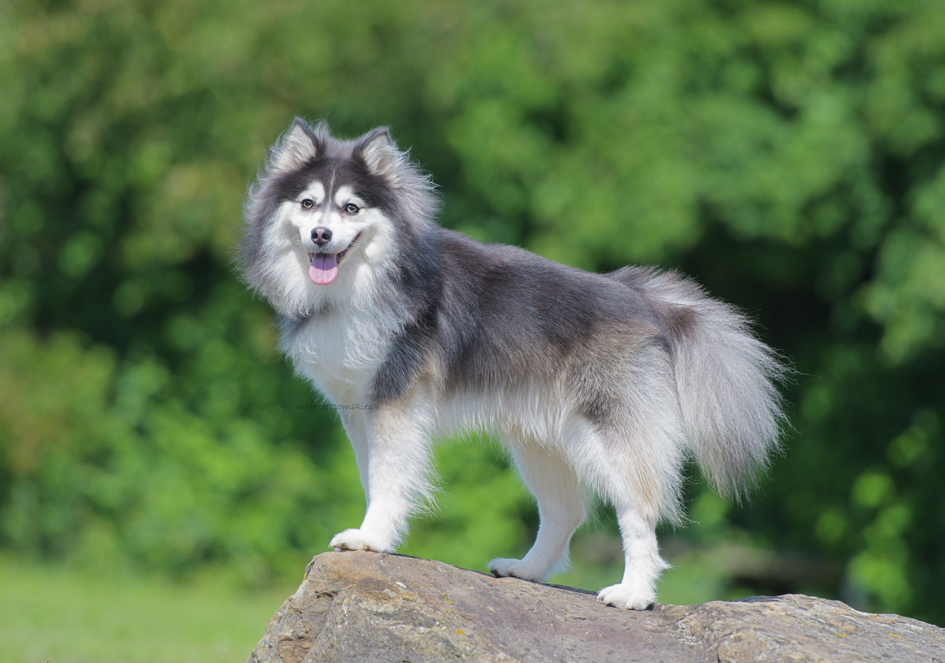 Available Pomsky Puppies