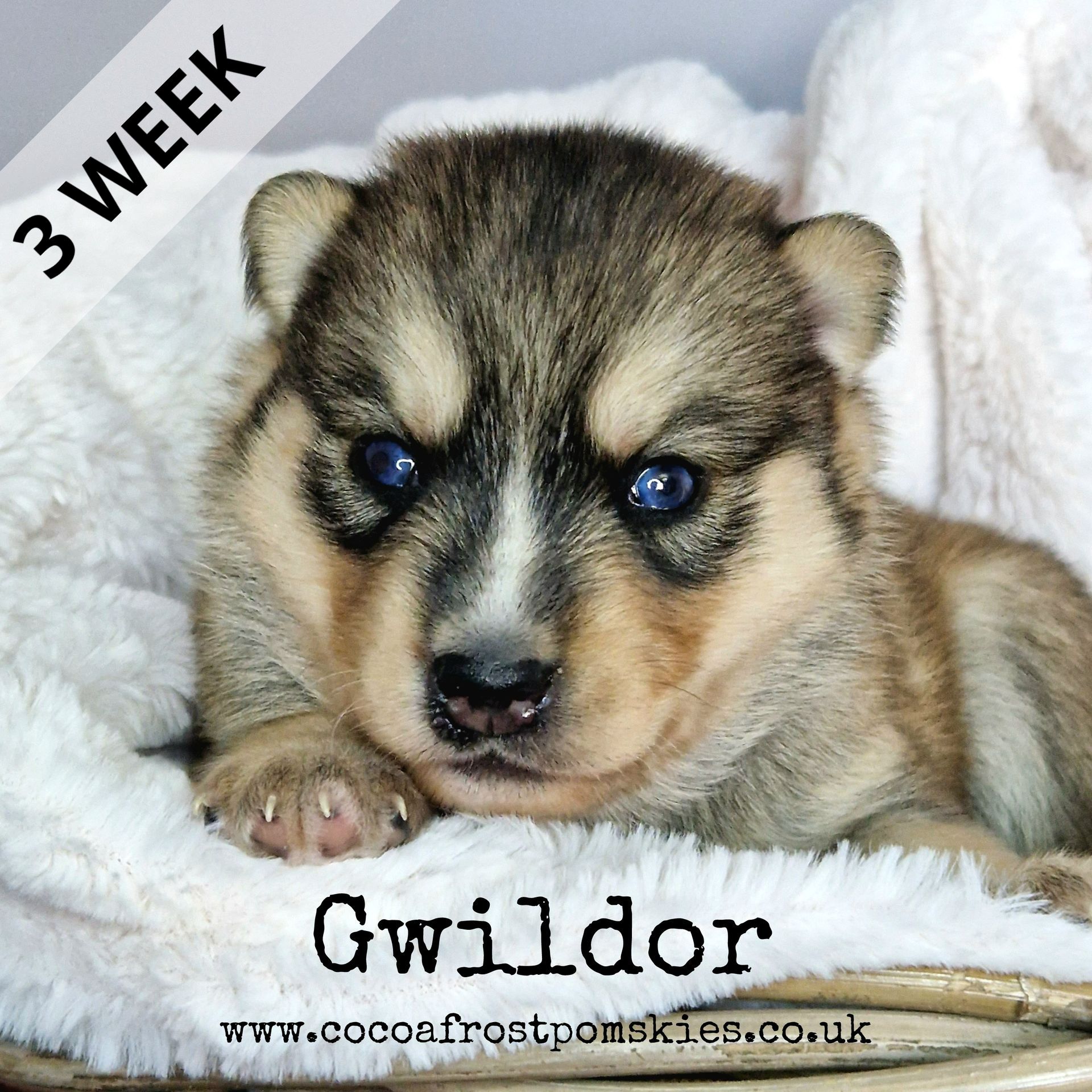Available Pomsky Puppies