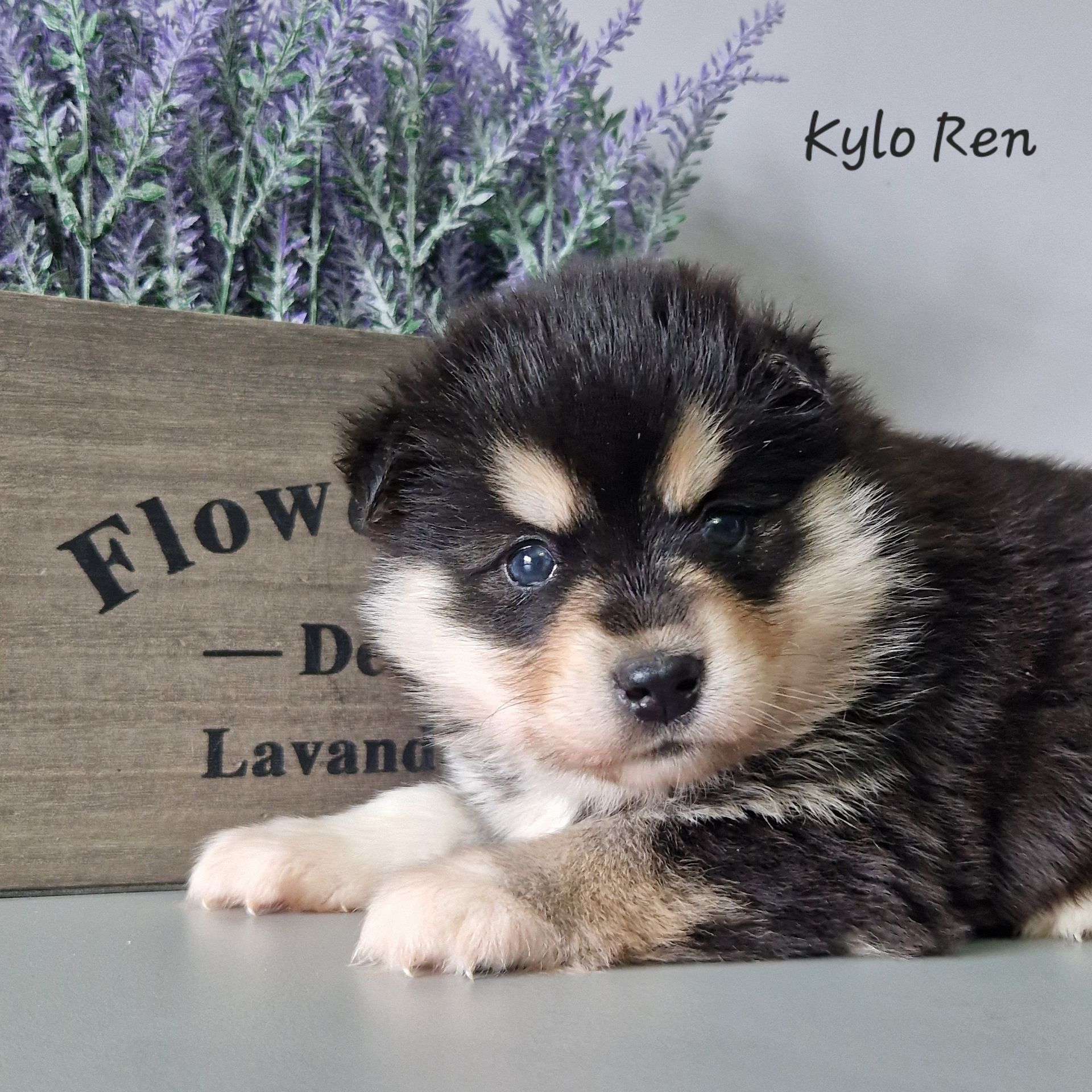 Available Pomsky Puppies