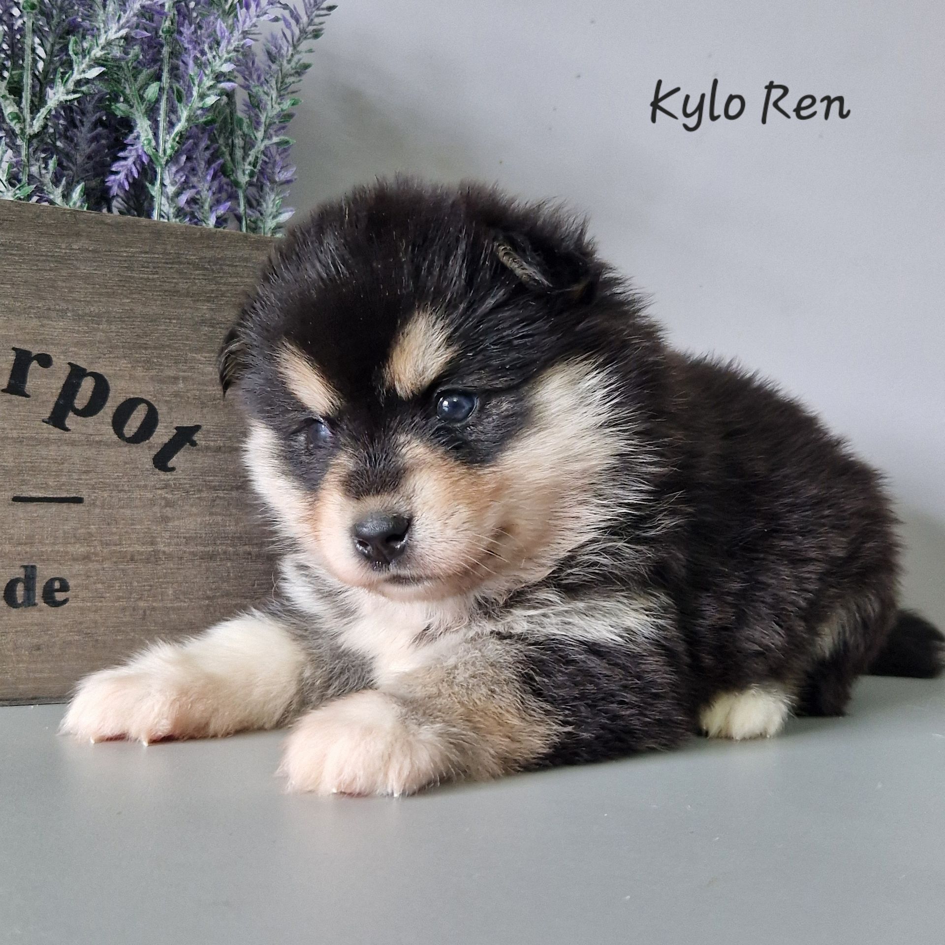Available Pomsky Puppies