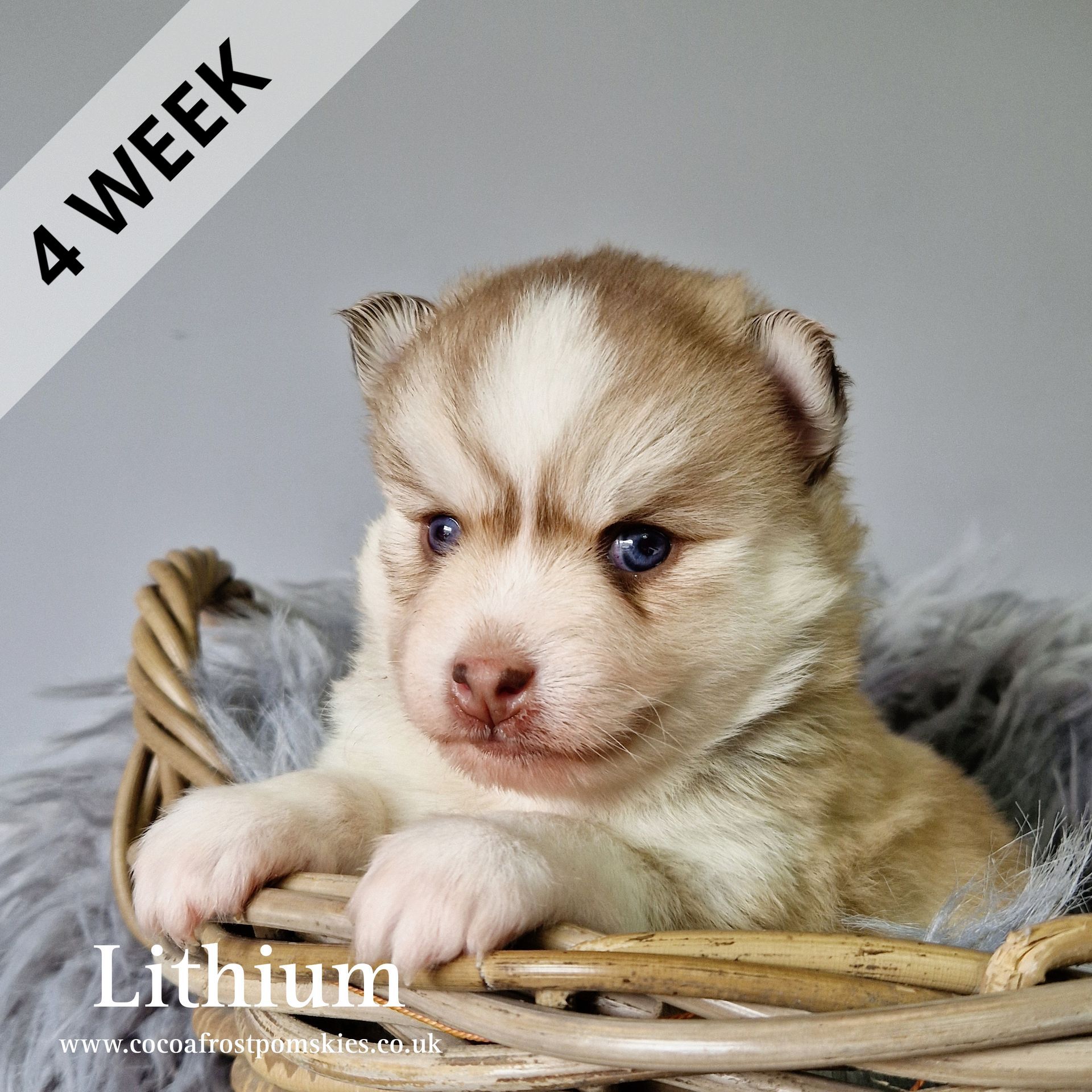 Available Pomsky Puppies