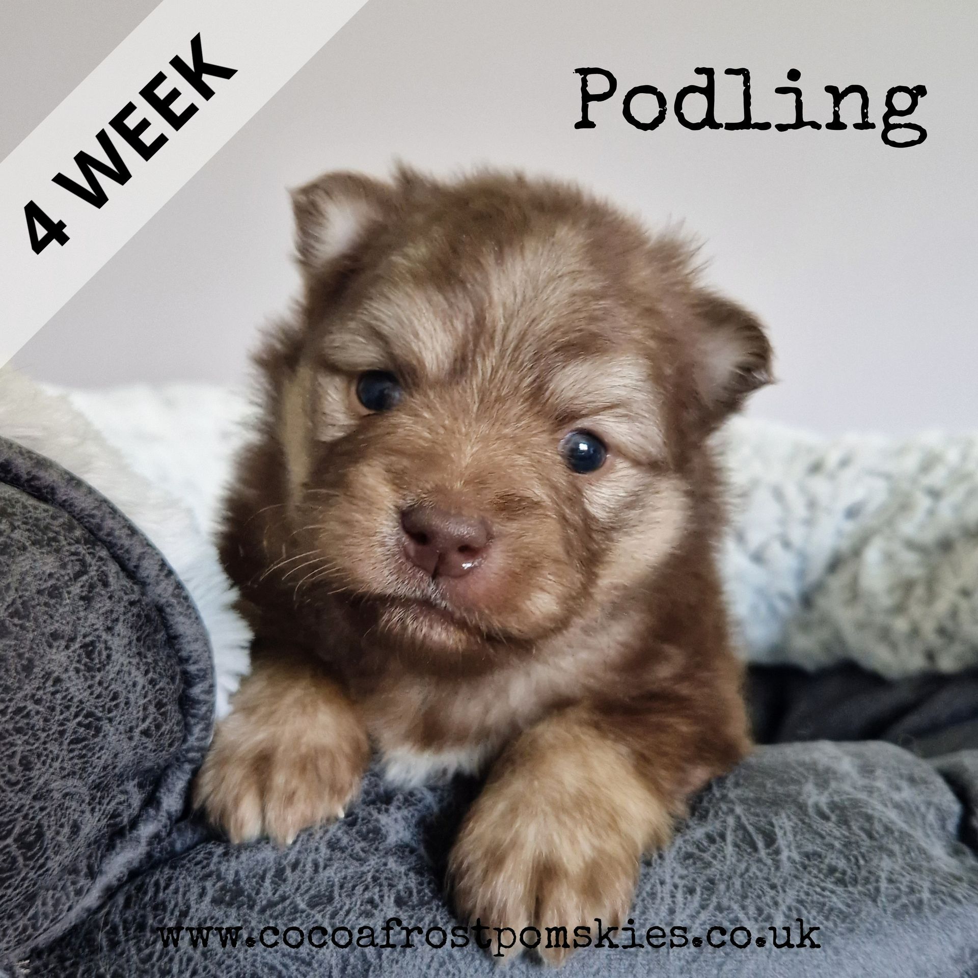 Available Pomsky Puppies