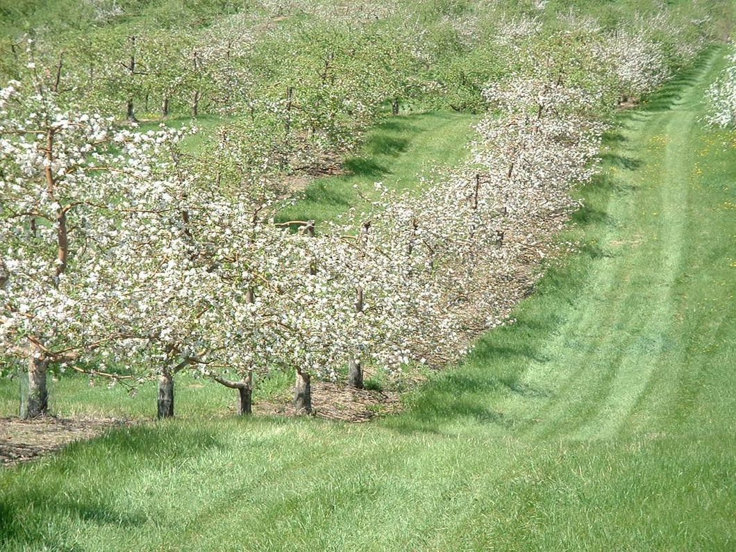 Minnesota Apple Growers Association