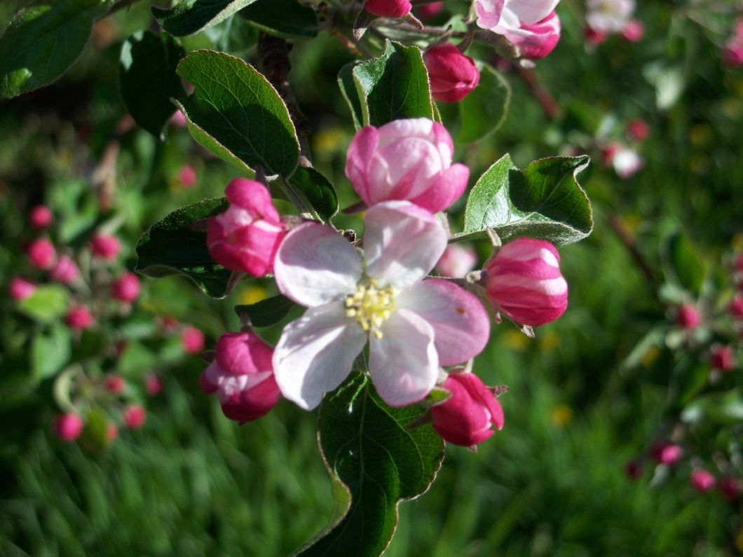 Minnesota Apple Growers Association