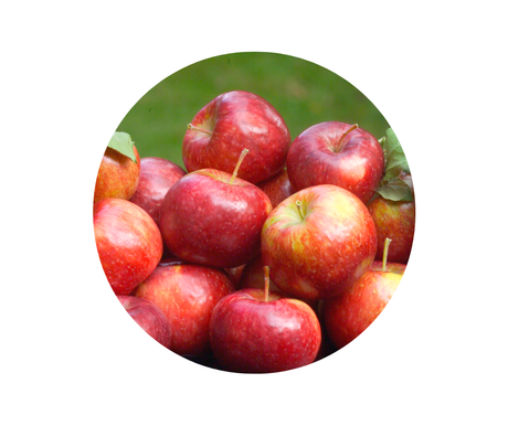 Minnesota Apple Growers Association