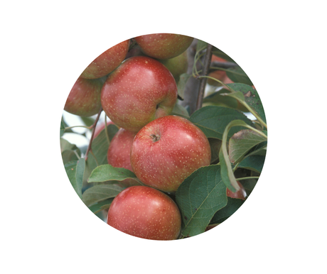 Minnesota Apple Growers Association