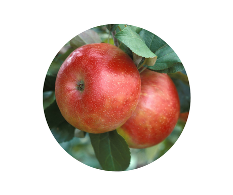 Minnesota Apple Growers Association