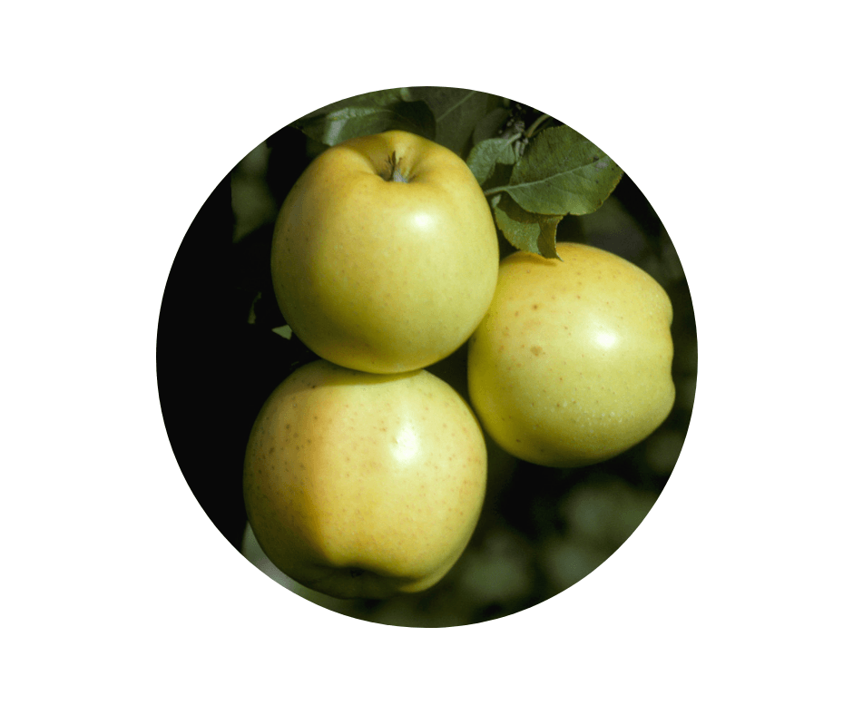 Minnesota Apple Growers Association