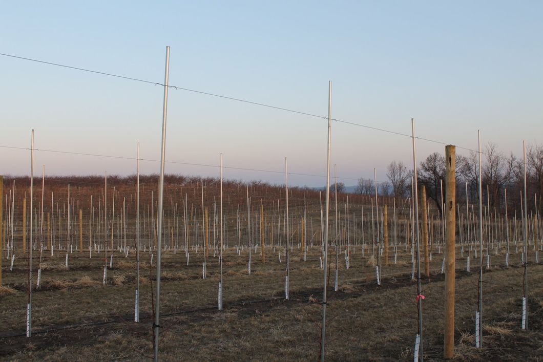 Minnesota Apple Growers Association