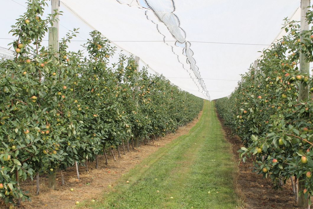 Minnesota Apple Growers Association