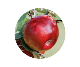 Minnesota Apple Growers Association