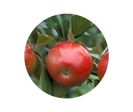 Minnesota Apple Growers Association