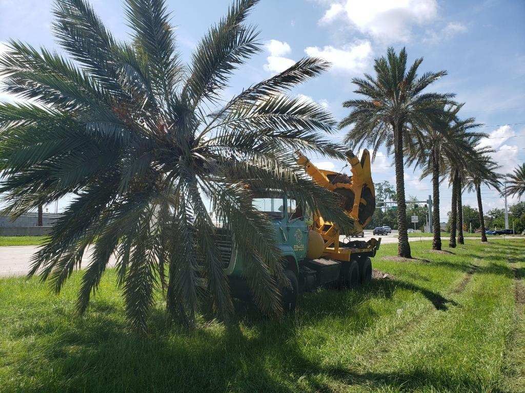 Tree Farm | Jacksonville, FL | Southern Tree Farm
