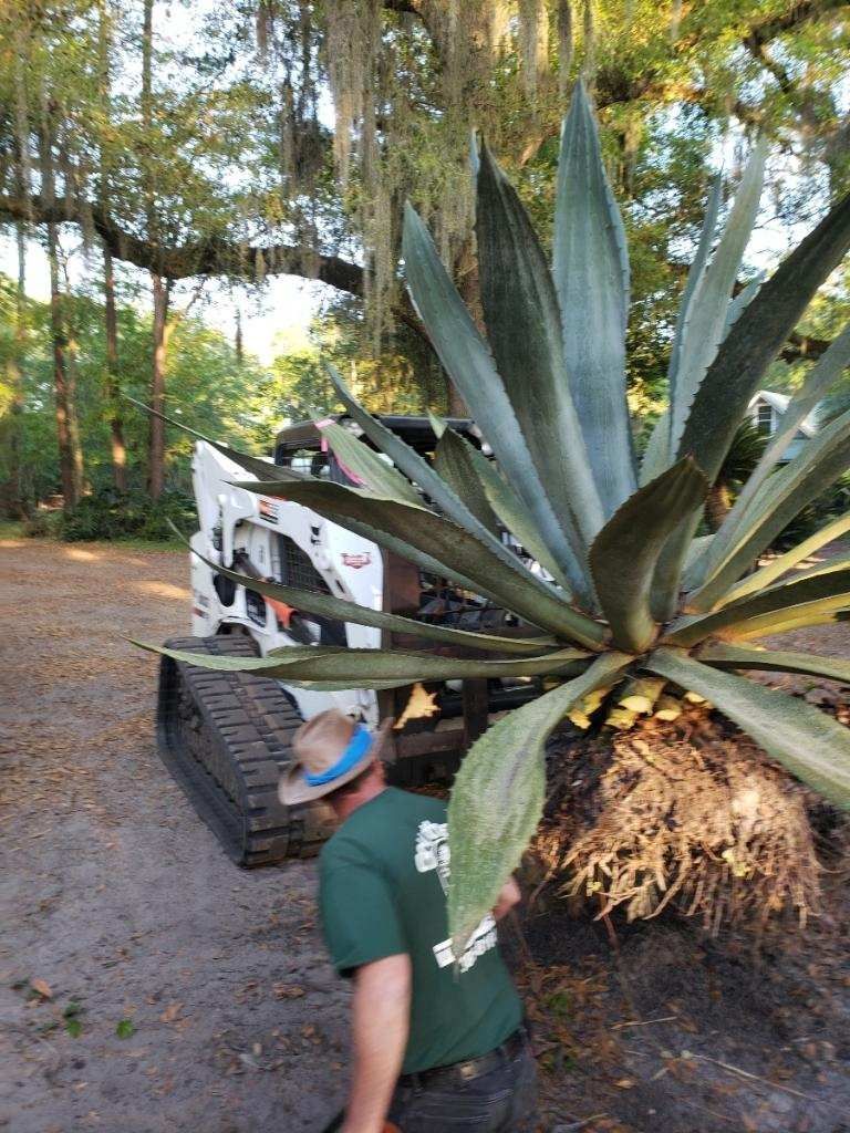 Tree Center | Jacksonville, FL | Southern Tree Farm