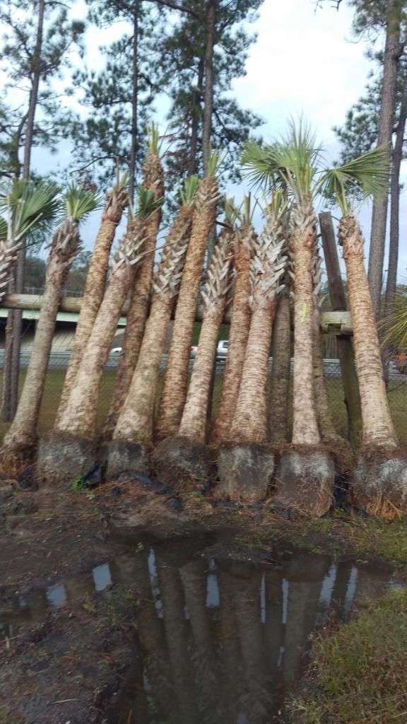 Tree Relocation | Jacksonville, FL | Southern Tree Farm