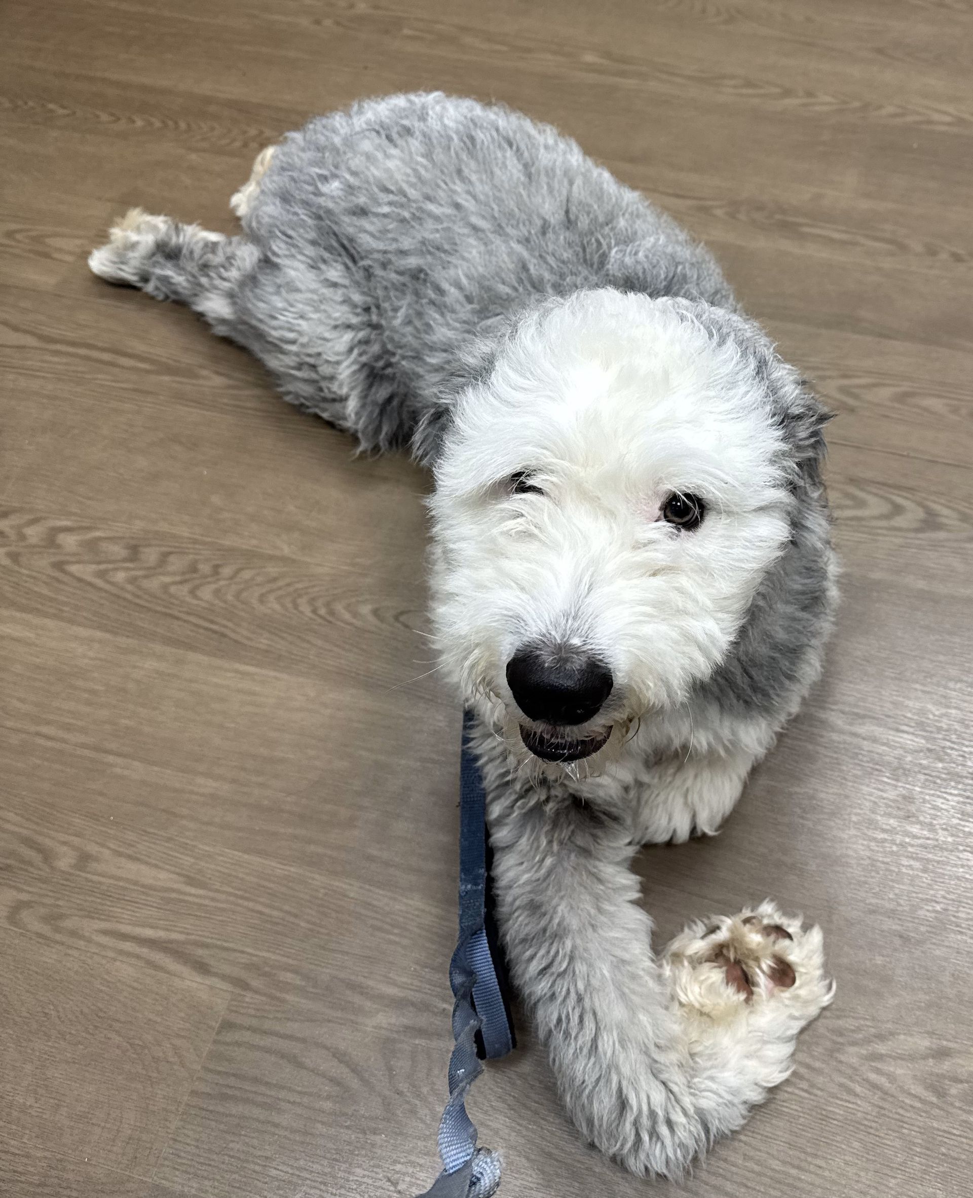 Texas Old English Sheepdog Rescue, Inc.