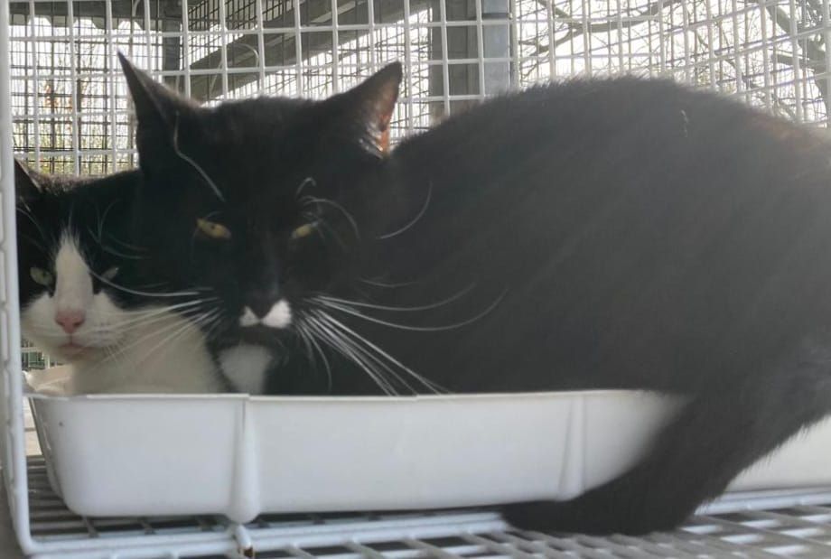 Kittens for adoption Sevenoaks, London: Rescued Animals in Need