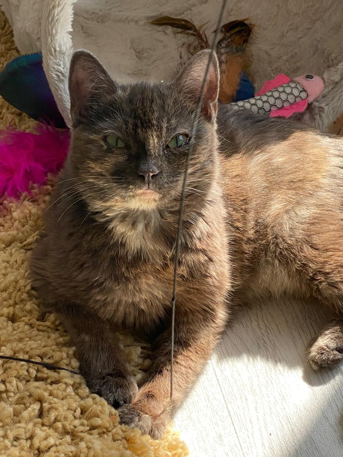 Kittens for adoption Sevenoaks, London: Rescued Animals in Need