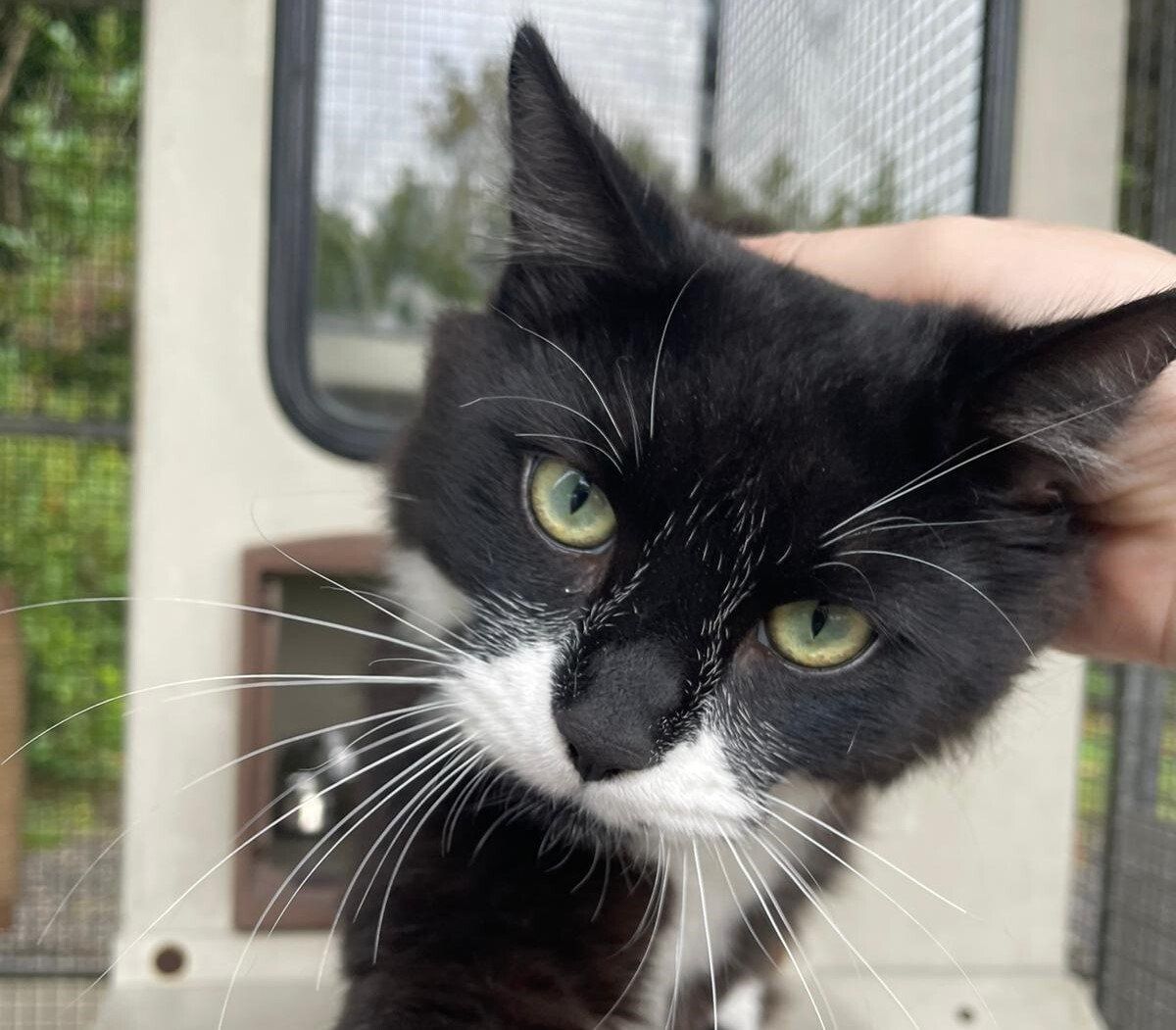 Kittens for adoption Sevenoaks, London: Rescued Animals in Need