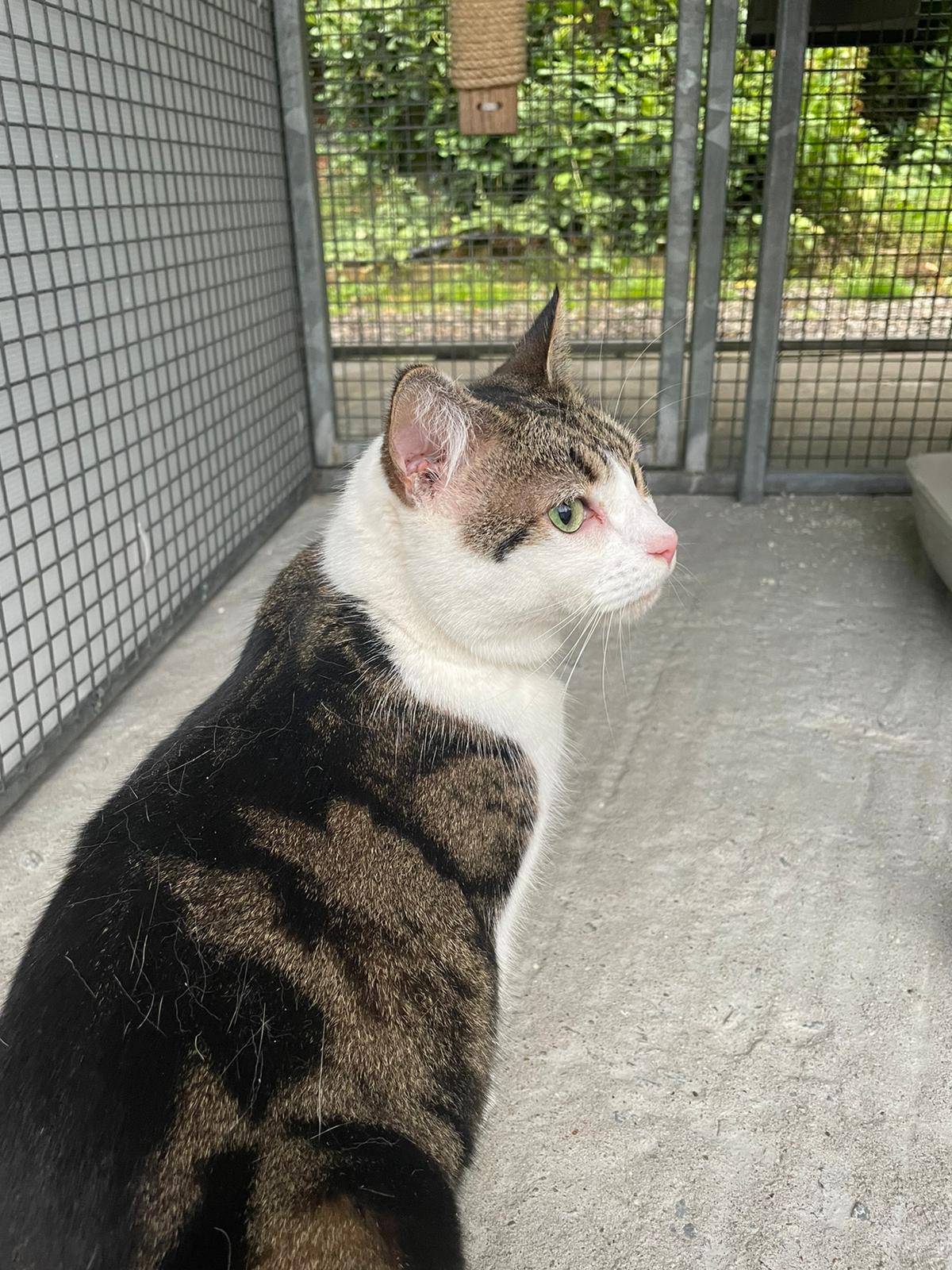 Kittens for adoption Sevenoaks, London: Rescued Animals in Need