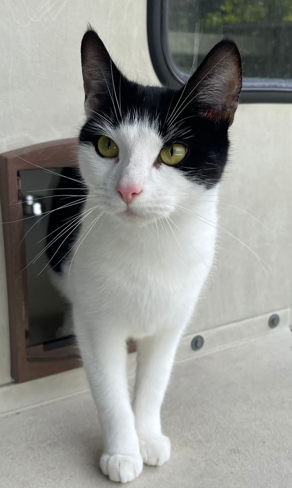 Kittens for adoption Sevenoaks, London: Rescued Animals in Need