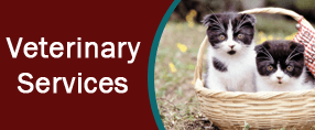 Animal Hospital, Pet Care | Denton, TX