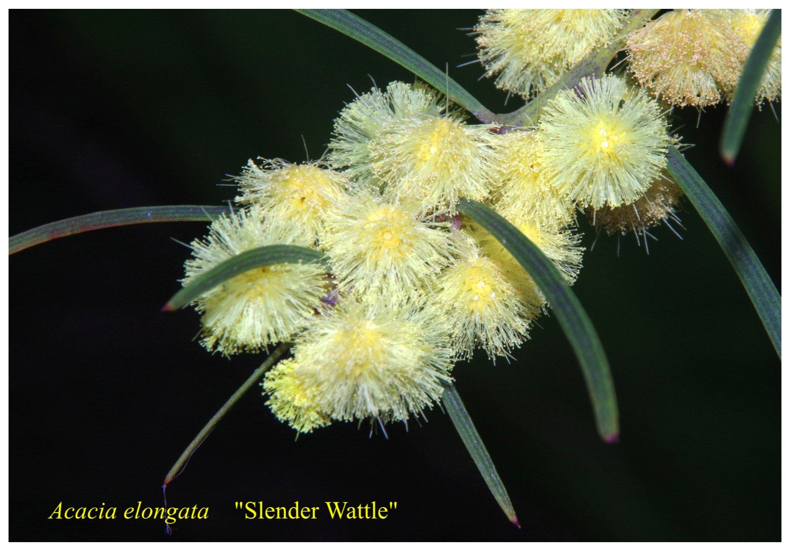 Hunter Region Botanic Gardens - Heatherbrae, NSW - Plants of the Hunter ...