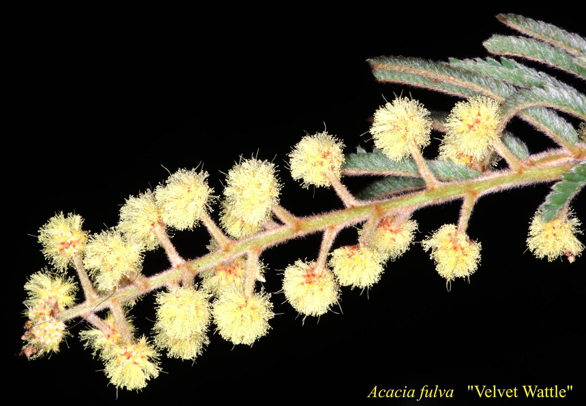 Hunter Region Botanic Gardens - Heatherbrae, NSW - Plants of the Hunter ...