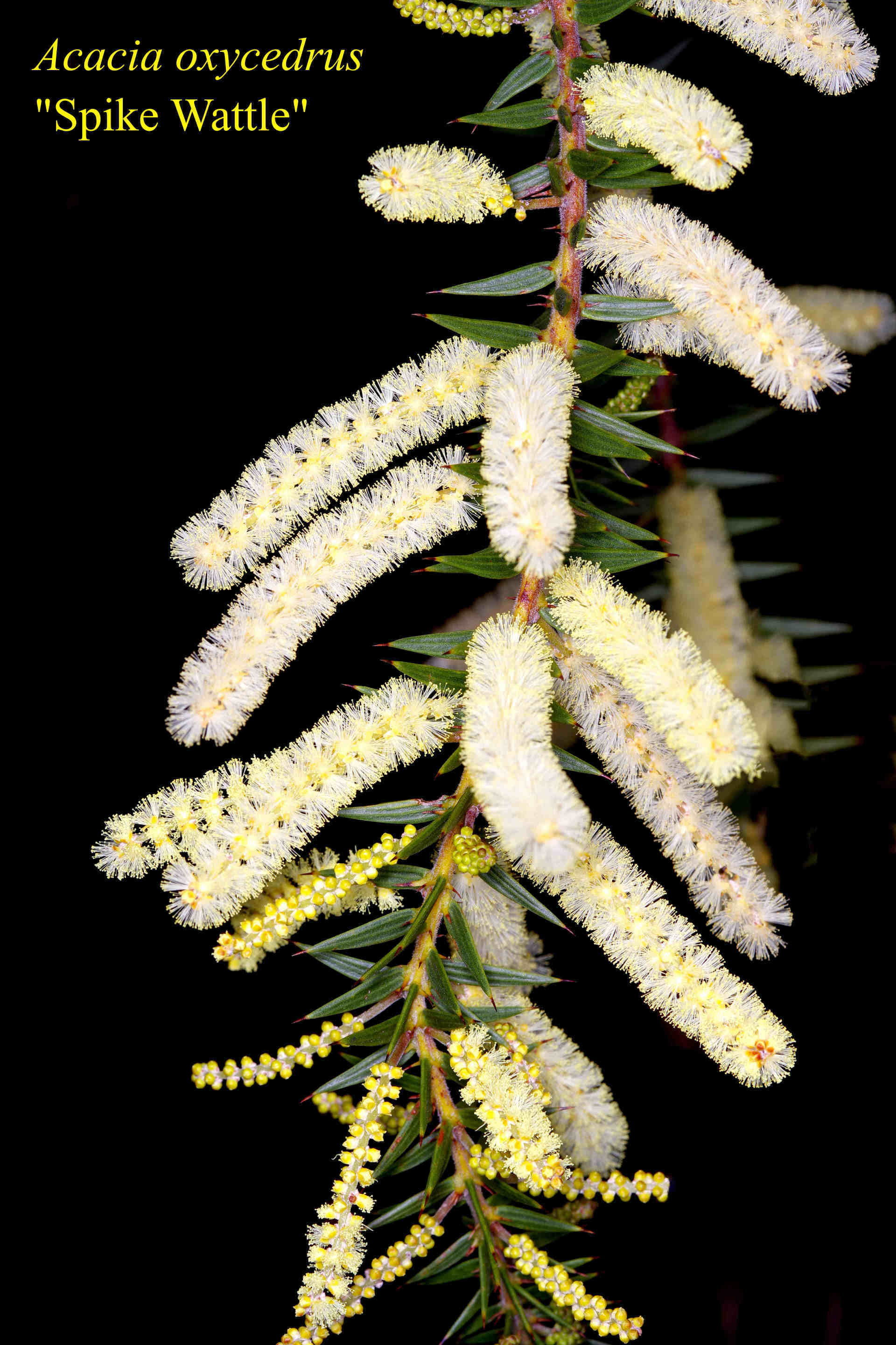 Hunter Region Botanic Gardens - Heatherbrae, NSW - Plants of the Hunter ...