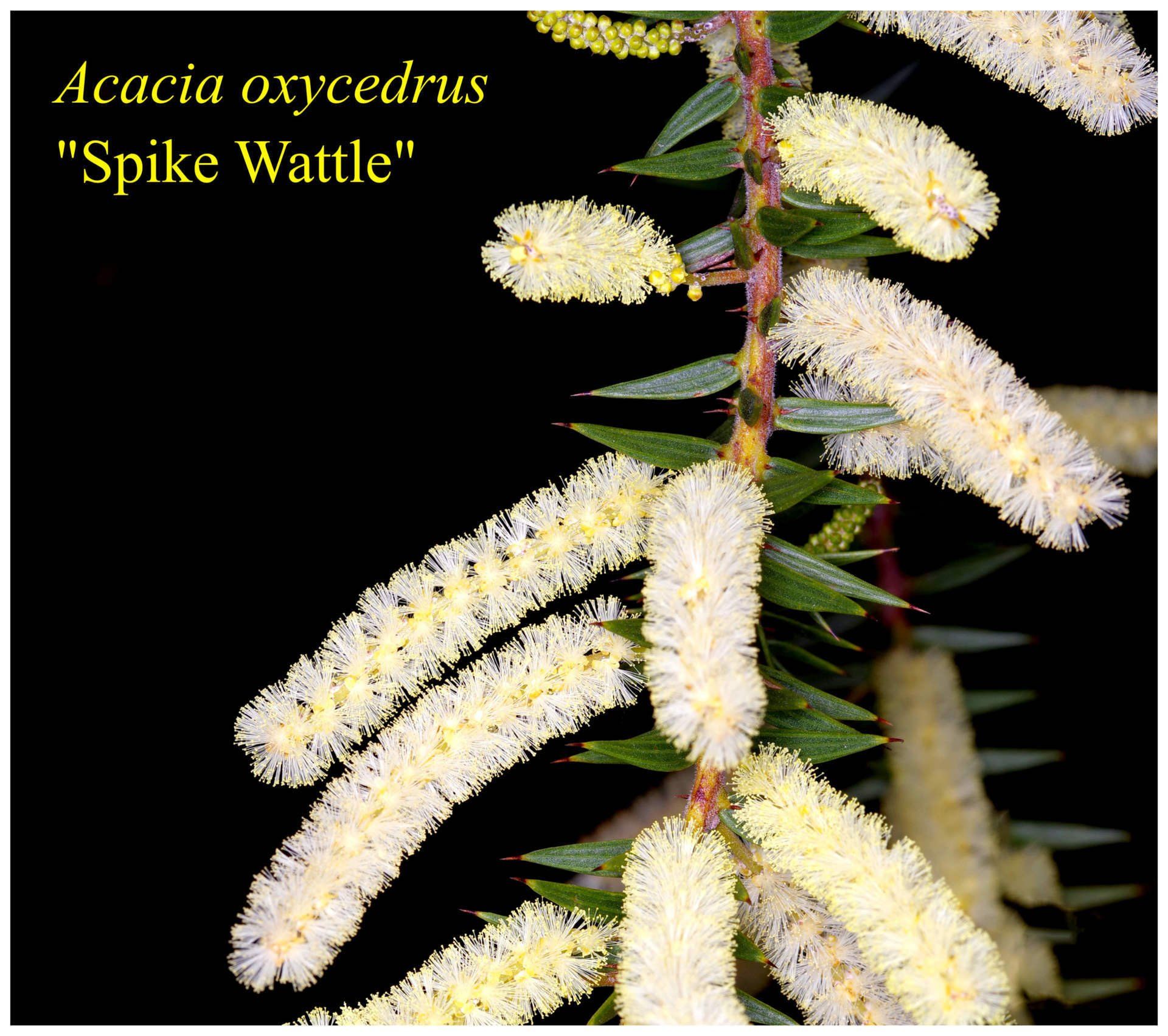 Hunter Region Botanic Gardens - Heatherbrae, NSW - Plants of the Hunter ...