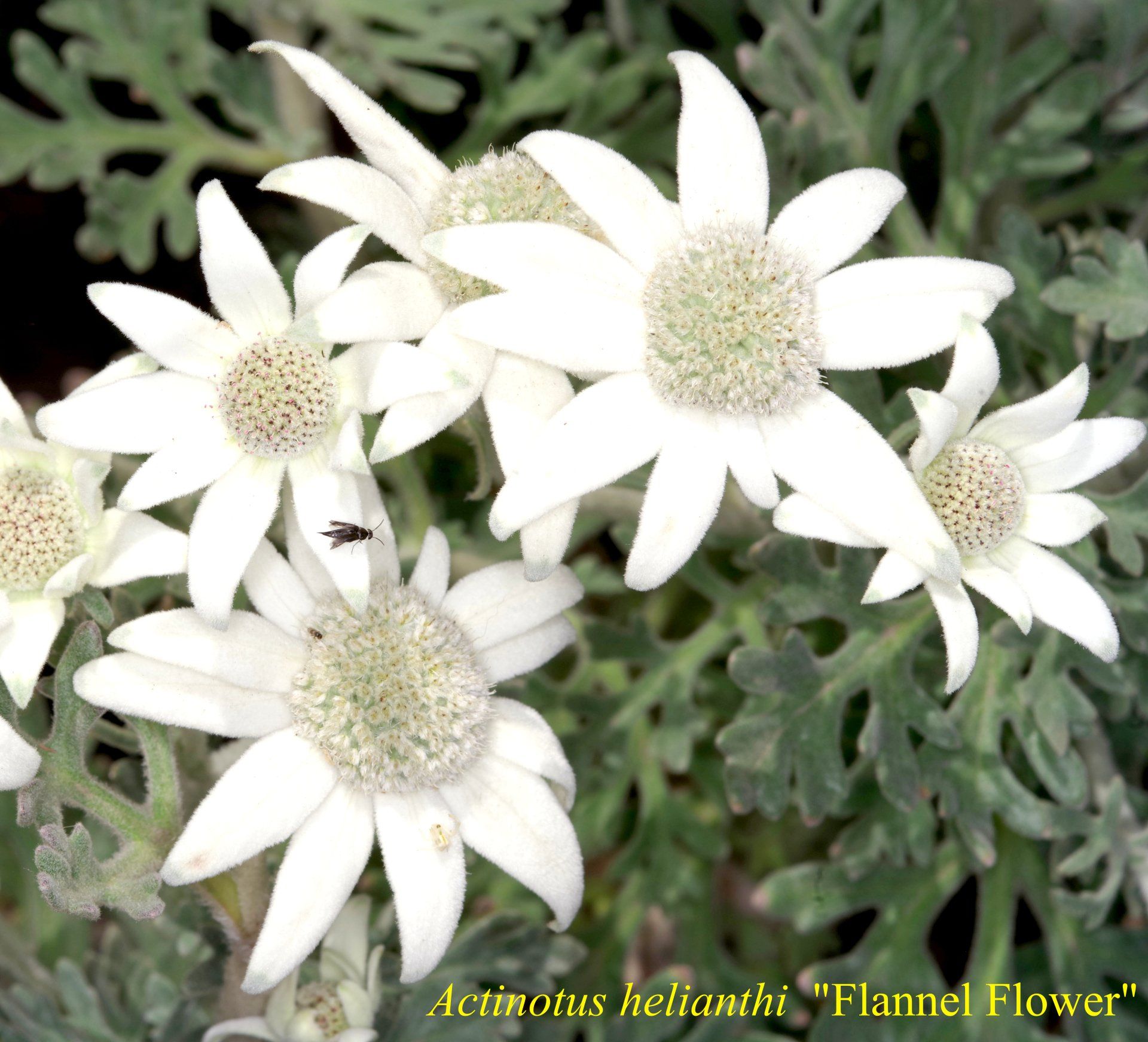 Hunter Region Botanic Gardens - Heatherbrae, NSW - Plants of the Hunter ...