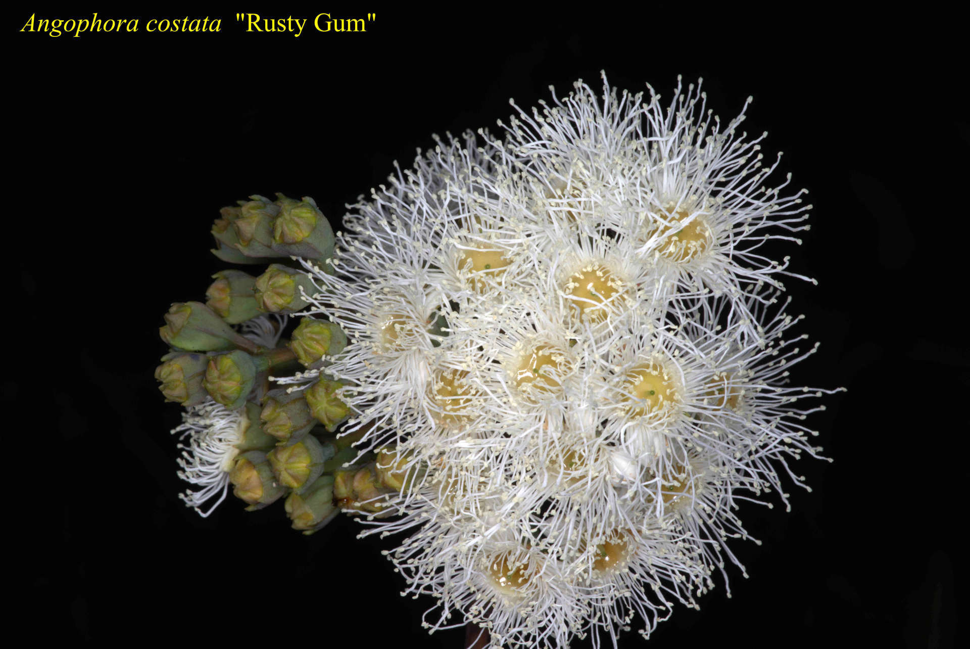 Hunter Region Botanic Gardens - Heatherbrae, NSW - Plants of the Hunter ...