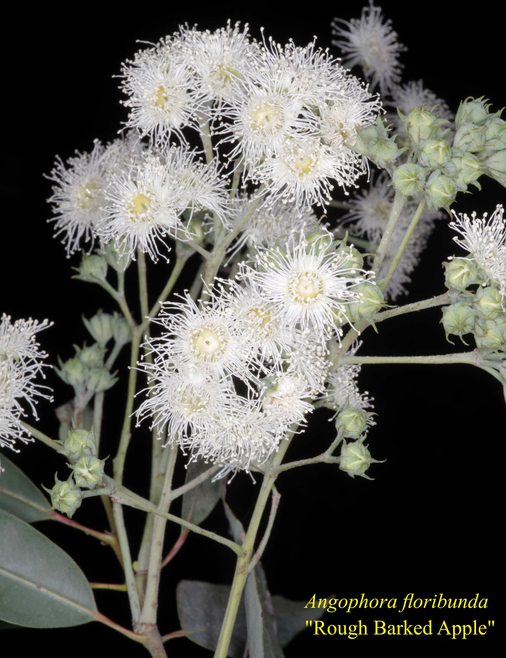 Hunter Region Botanic Gardens - Heatherbrae, NSW - Plants of the Hunter ...