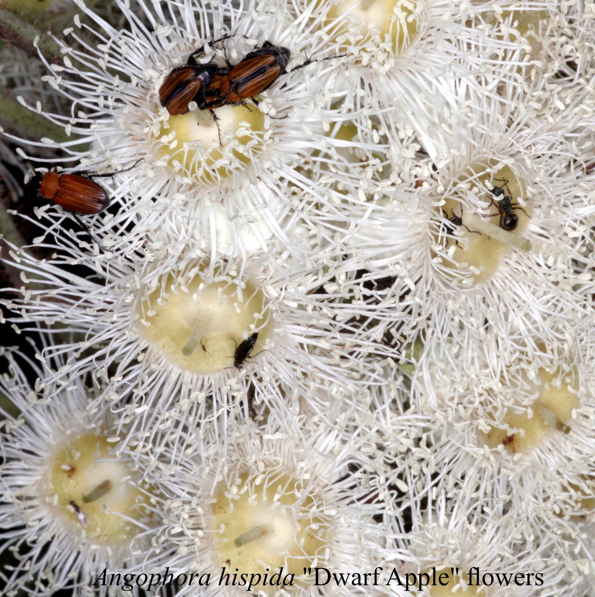 Hunter Region Botanic Gardens - Heatherbrae, NSW - Plants of the Hunter ...