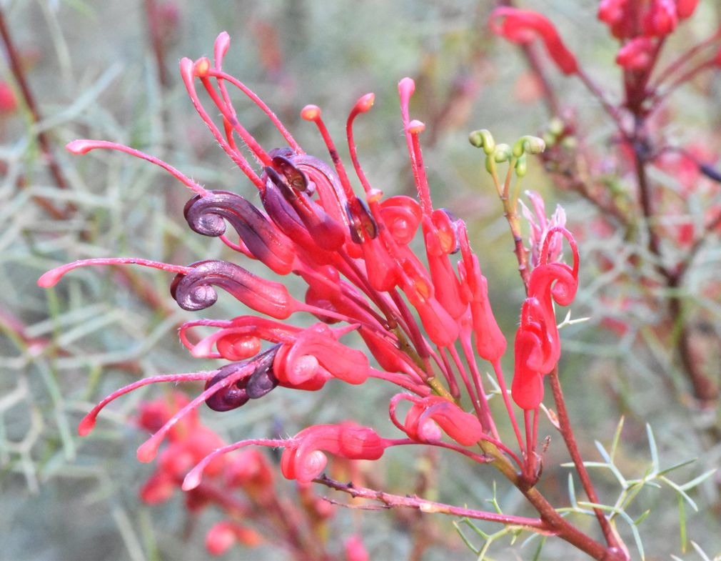 Hunter Region Botanic Gardens - Heatherbrae, NSW - Home