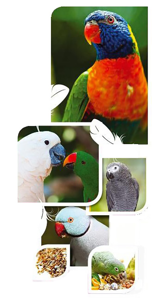 Bird Seeds | Australia-wide | Bird Munchies