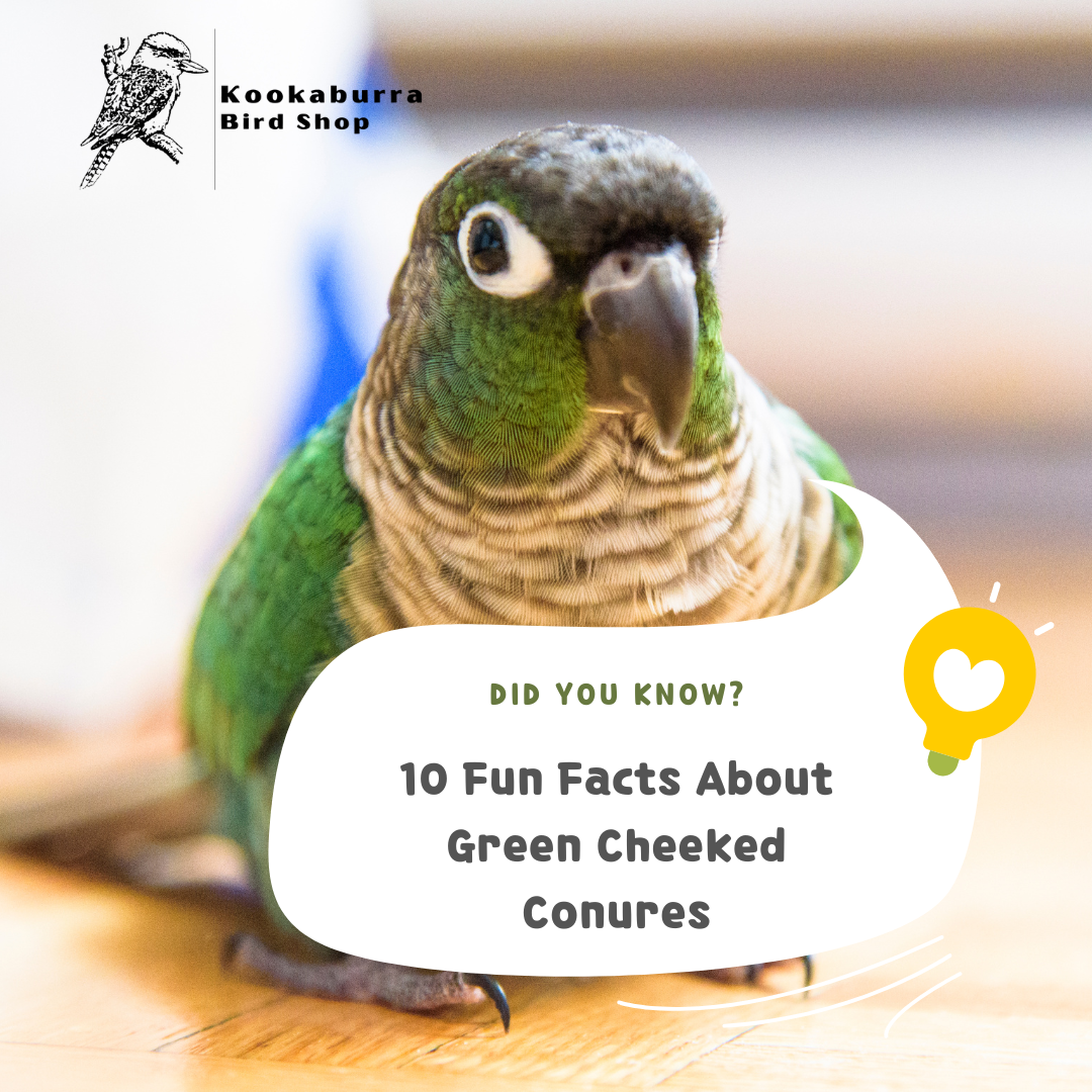10 Fun Facts About Green Cheeked Conures: The Playful Parrots.