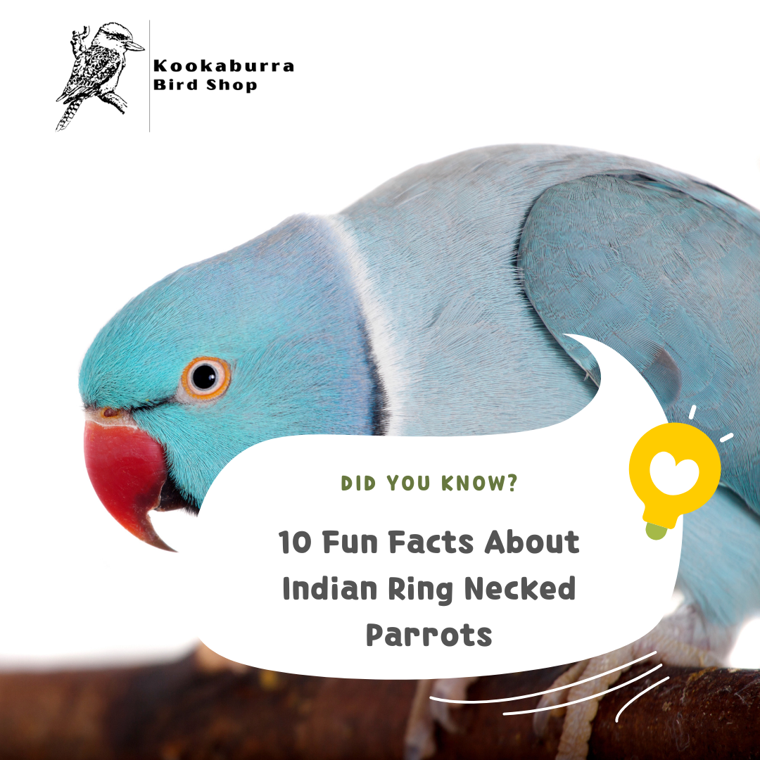 Ten Fun Facts about Indian Ring Necked Parrots