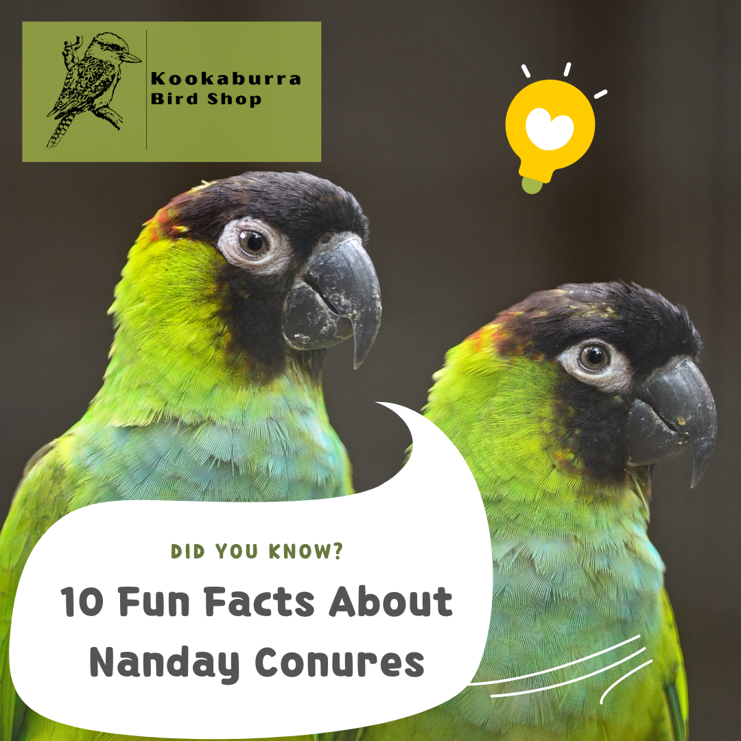 Mexican Green Conure