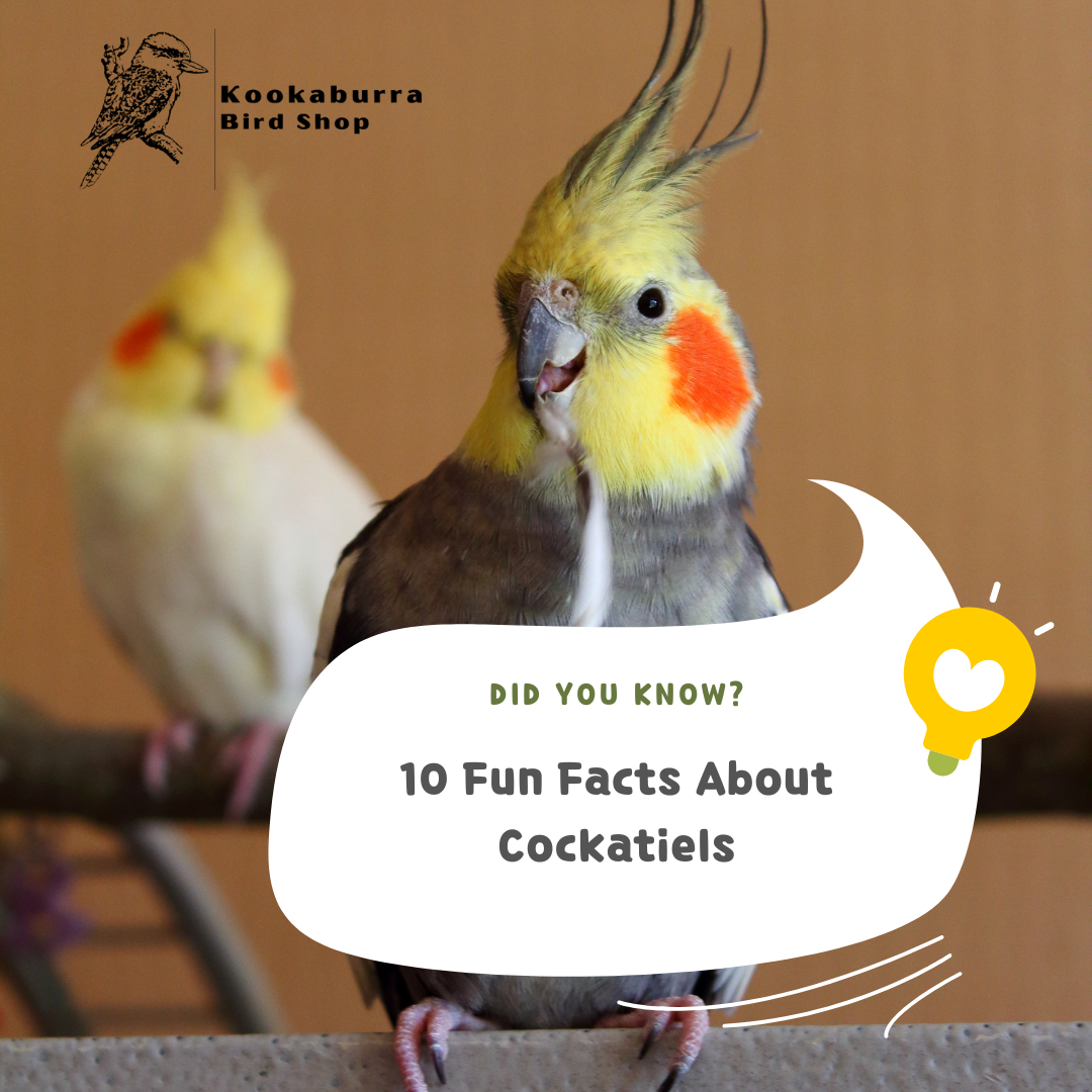 10 Fun Facts About Cockatiels | Kookaburra Bird Shop