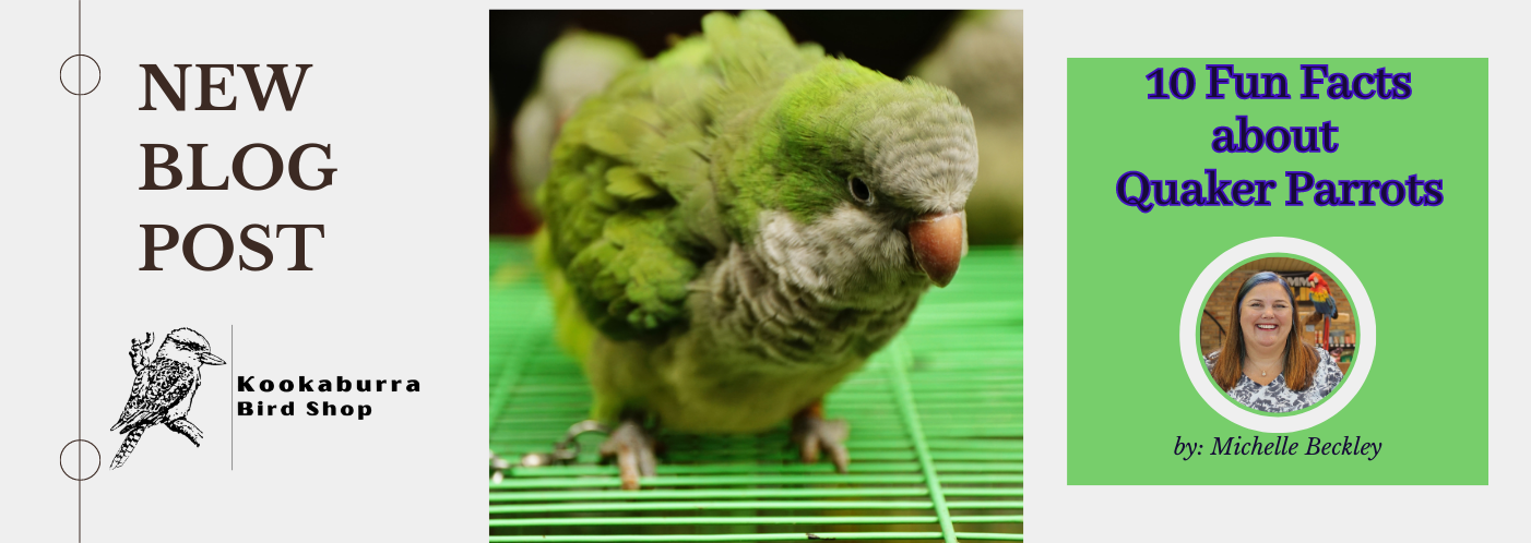 Ten Fun Facts about Quaker Parrots - you should know!