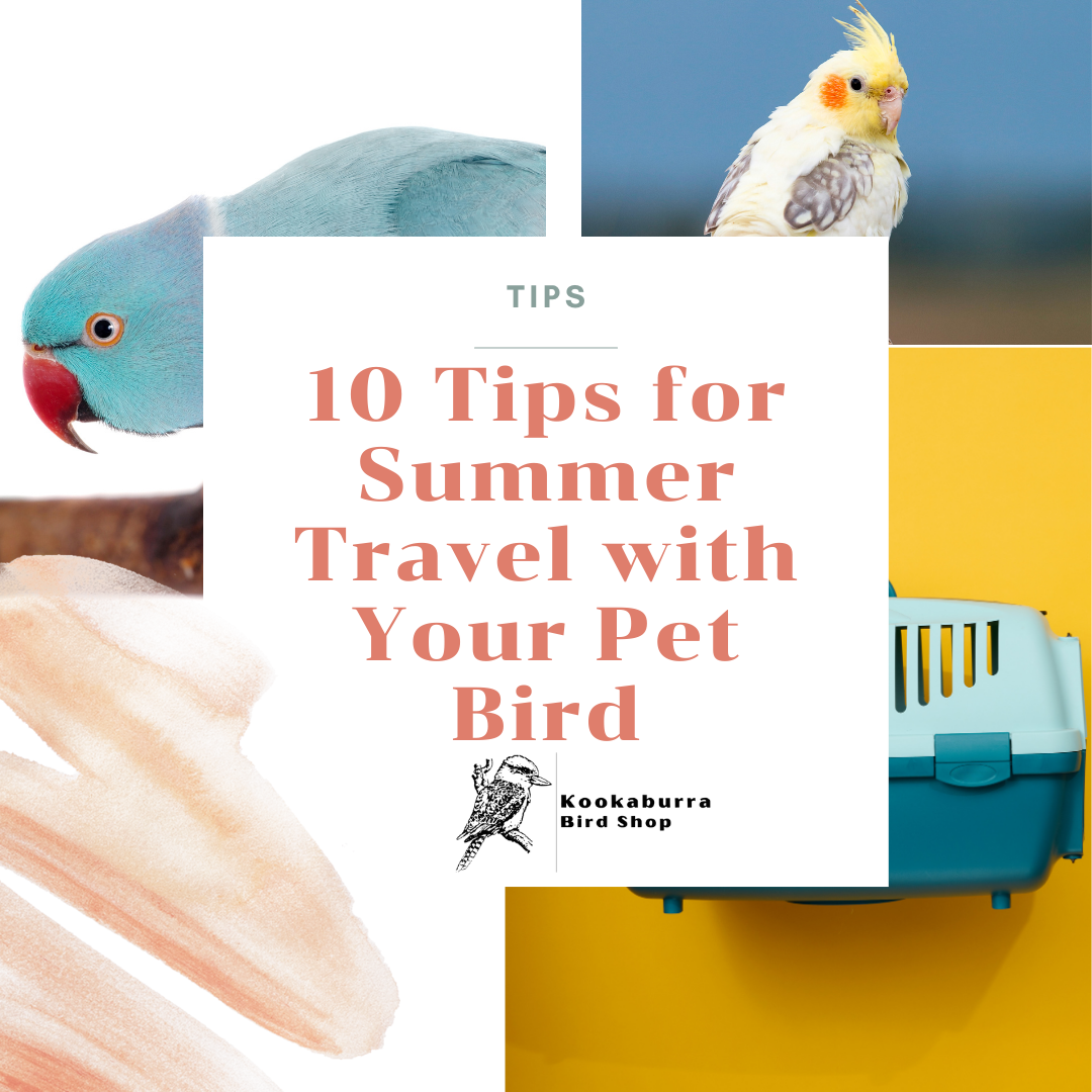 10 Tips for Summer Travel with Your Pet Bird!