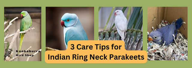 parakeet care tips