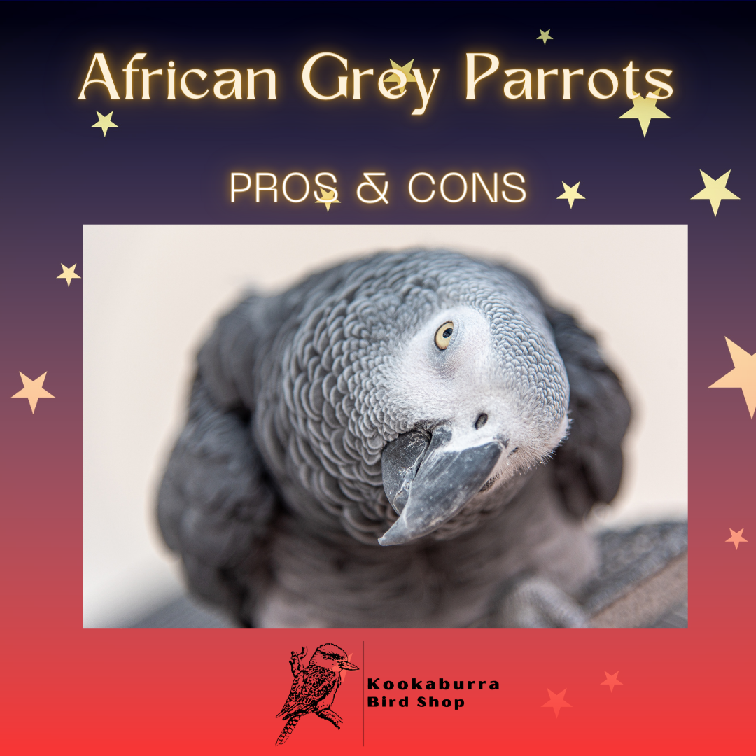 Pros & Cons of Owning an African Grey Parrots