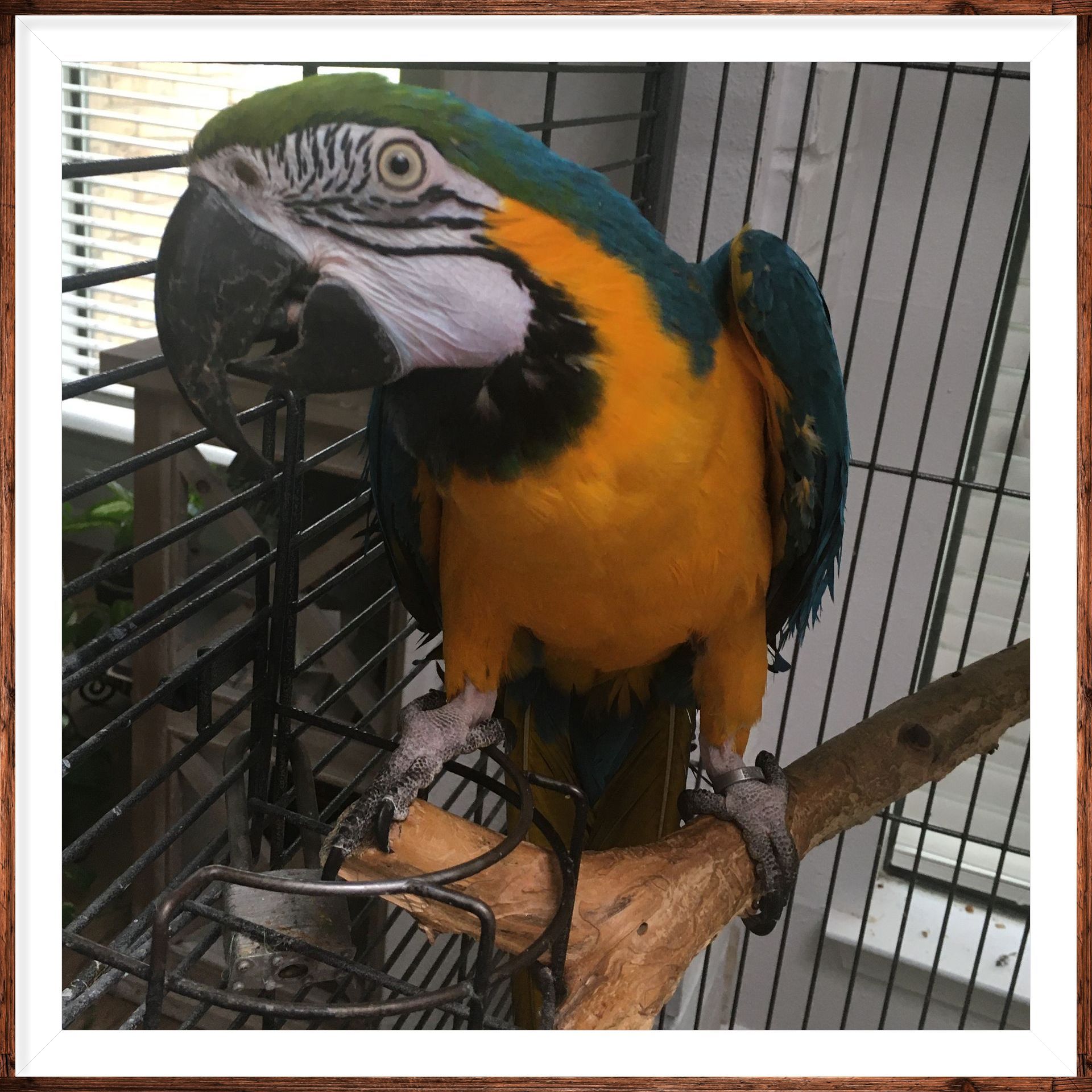 Birds for Adoption AKA Second-Hand Birds | Kookaburra Bird Shop, LLC ...