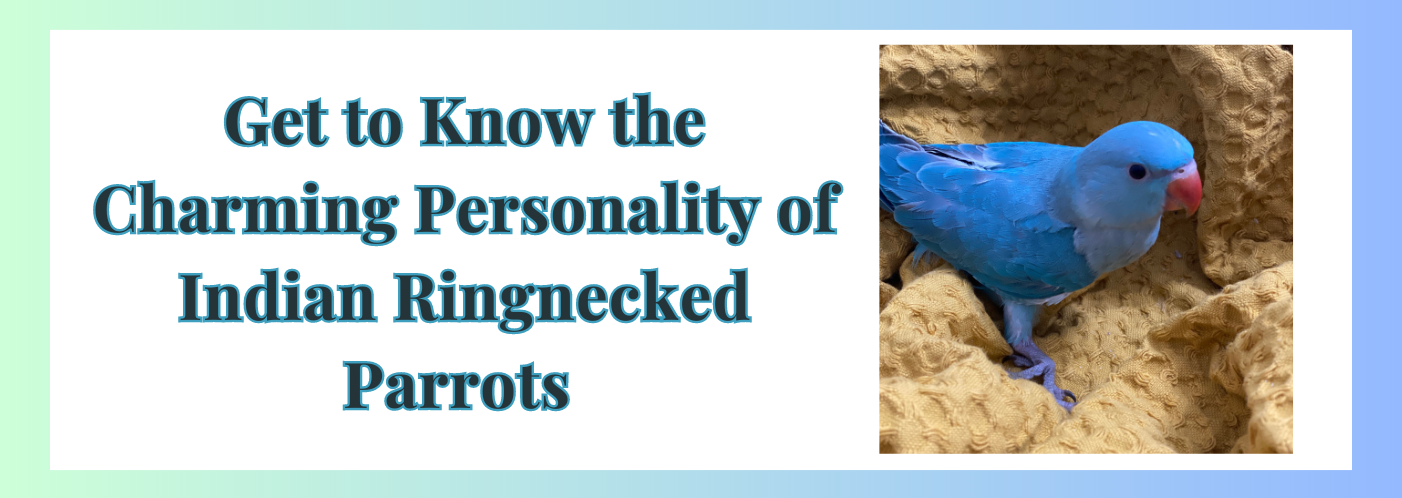 Get to Know the Charming Personality of Indian Ringnecked Parrots