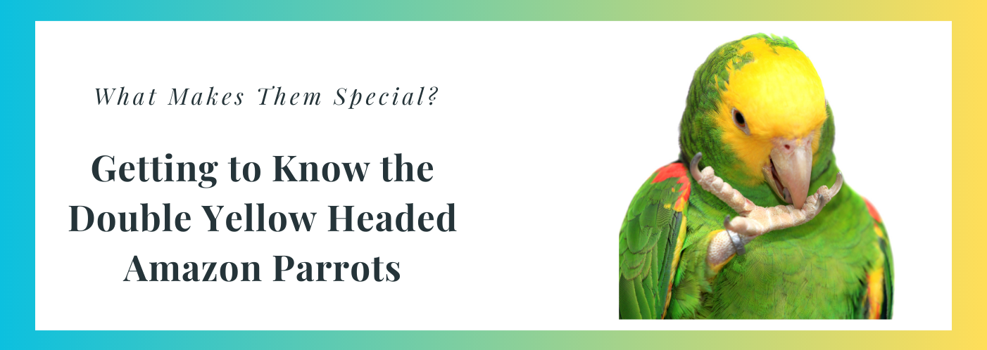 Getting to Know the Double Yellow Headed Amazon Parrots.