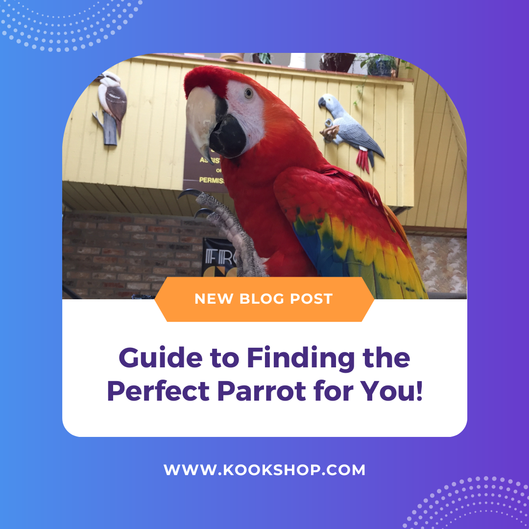 Guide to Finding the Perfect Parrot for Your Home